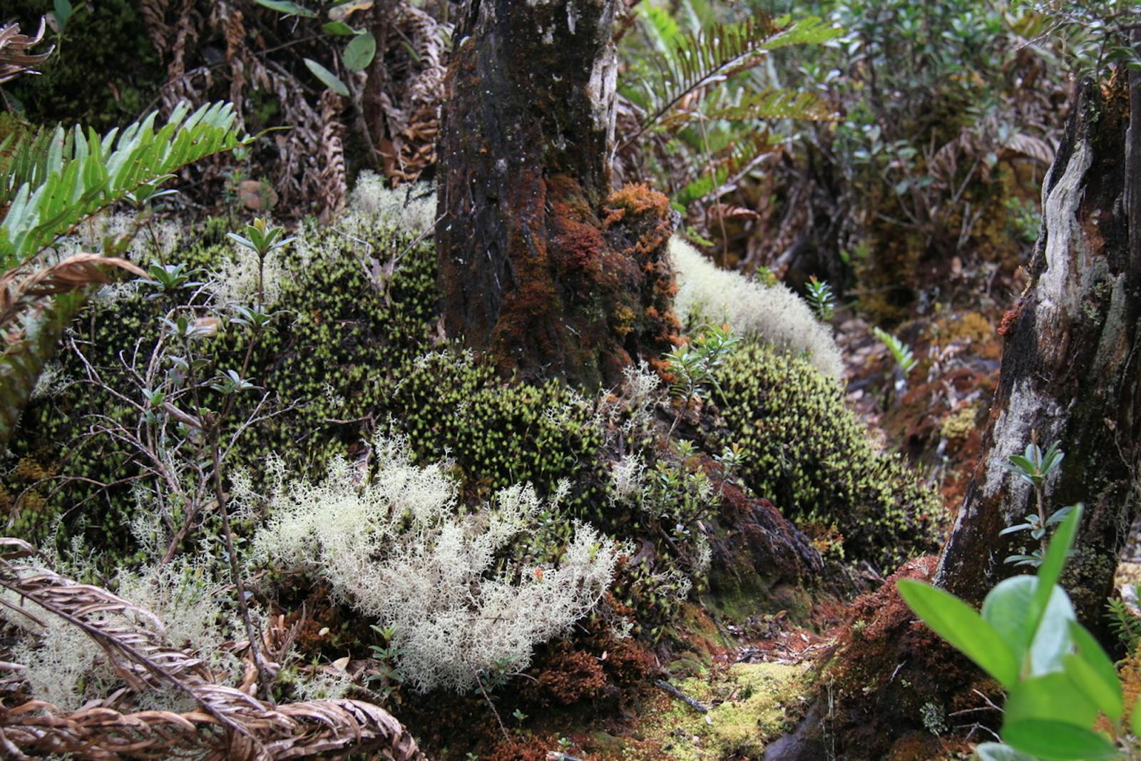 Sumatran Montane Rainforests One Earth